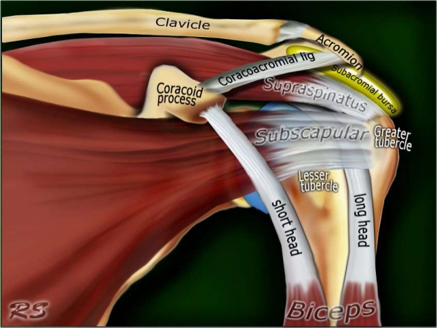 MRI Musculo-Skeletal Section: MRI anatomy of the shoulder (axial view)