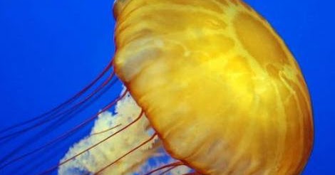 Animals Unique: Jellyfish Unique