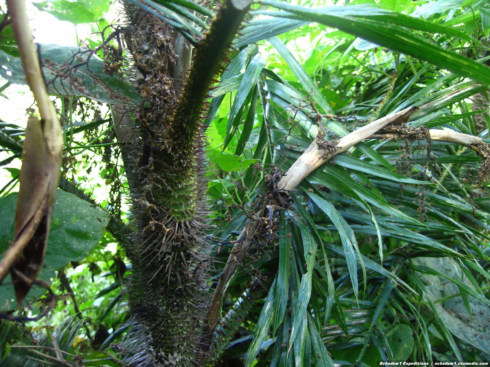 Conquering the Malepunyo Mountain Range (1002+MASL) : Schadow1 ...