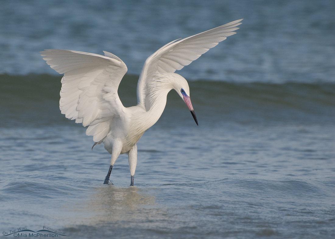 Birding Is Fun!: Big White Wading Birds