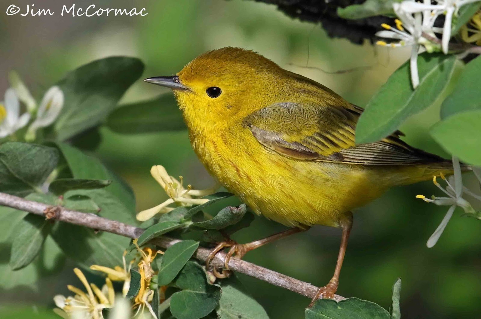 Ohio Birds and Biodiversity: A warbler extravaganza at Magee Marsh ...