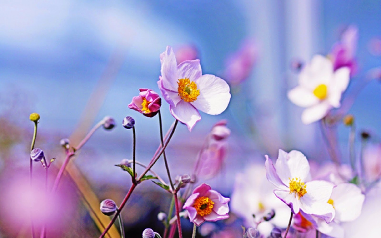 Flower in Plant wide Wallpaper - Free Wallpaper HD