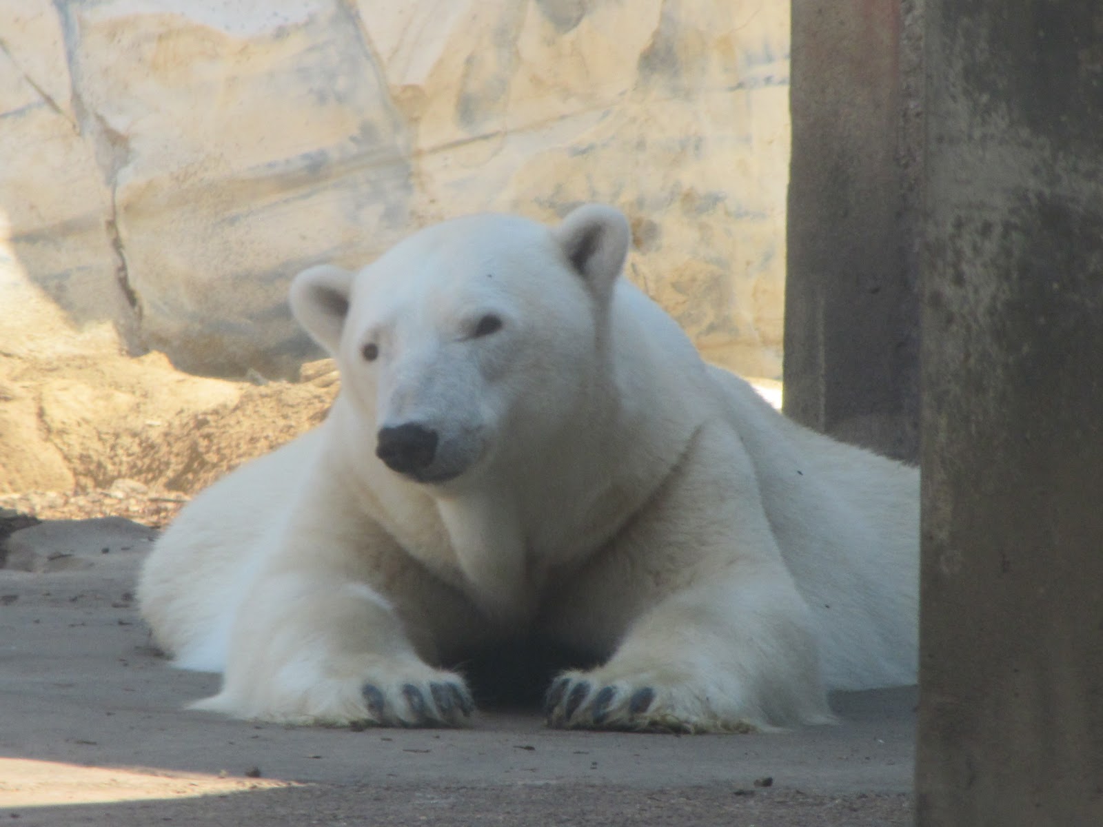 My Polar Bear Friends and Friends of Polar Bears: Payton of the Memphis Zoo