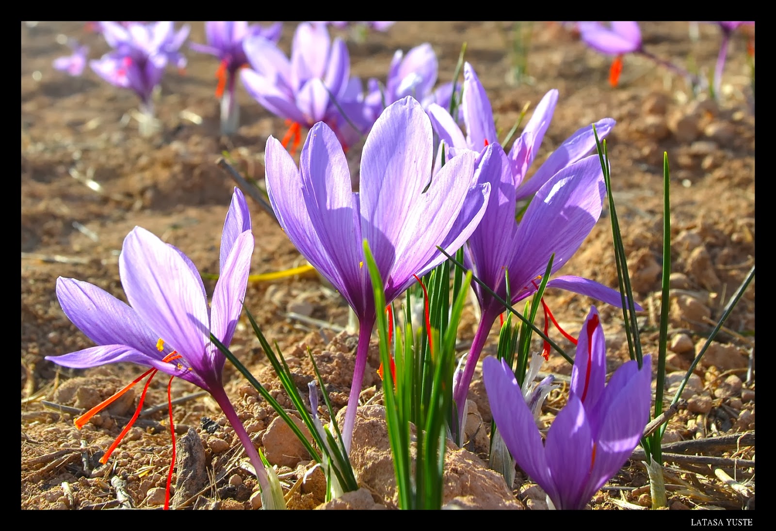 MUSEO MONOGRAFICO DEL AZAFRAN: Las rosas del azafrán