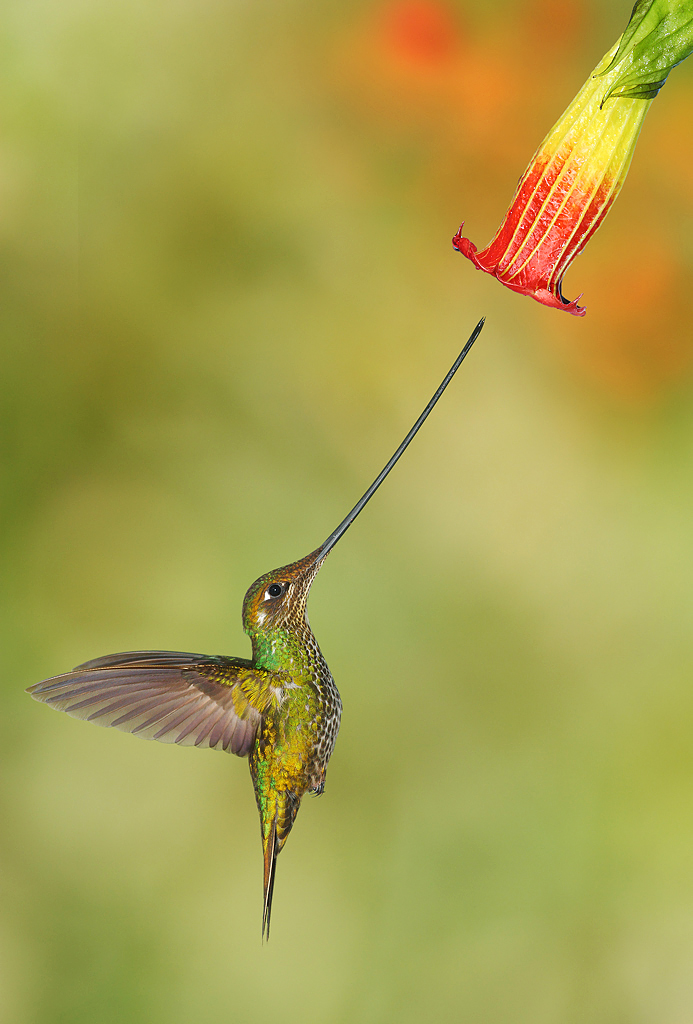 Top Flight Nature Photography: Hummingbirds of Ecuador (part 1)