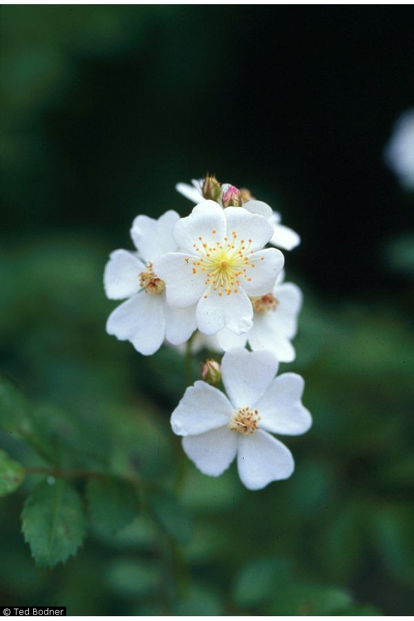 Fruit Seeds of Southern Michigan: Rosa multiflora -- Multiflora Rose