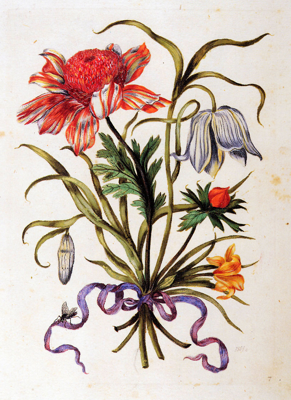 dejando pasar la luz - Anna Maria Sibylla Merian