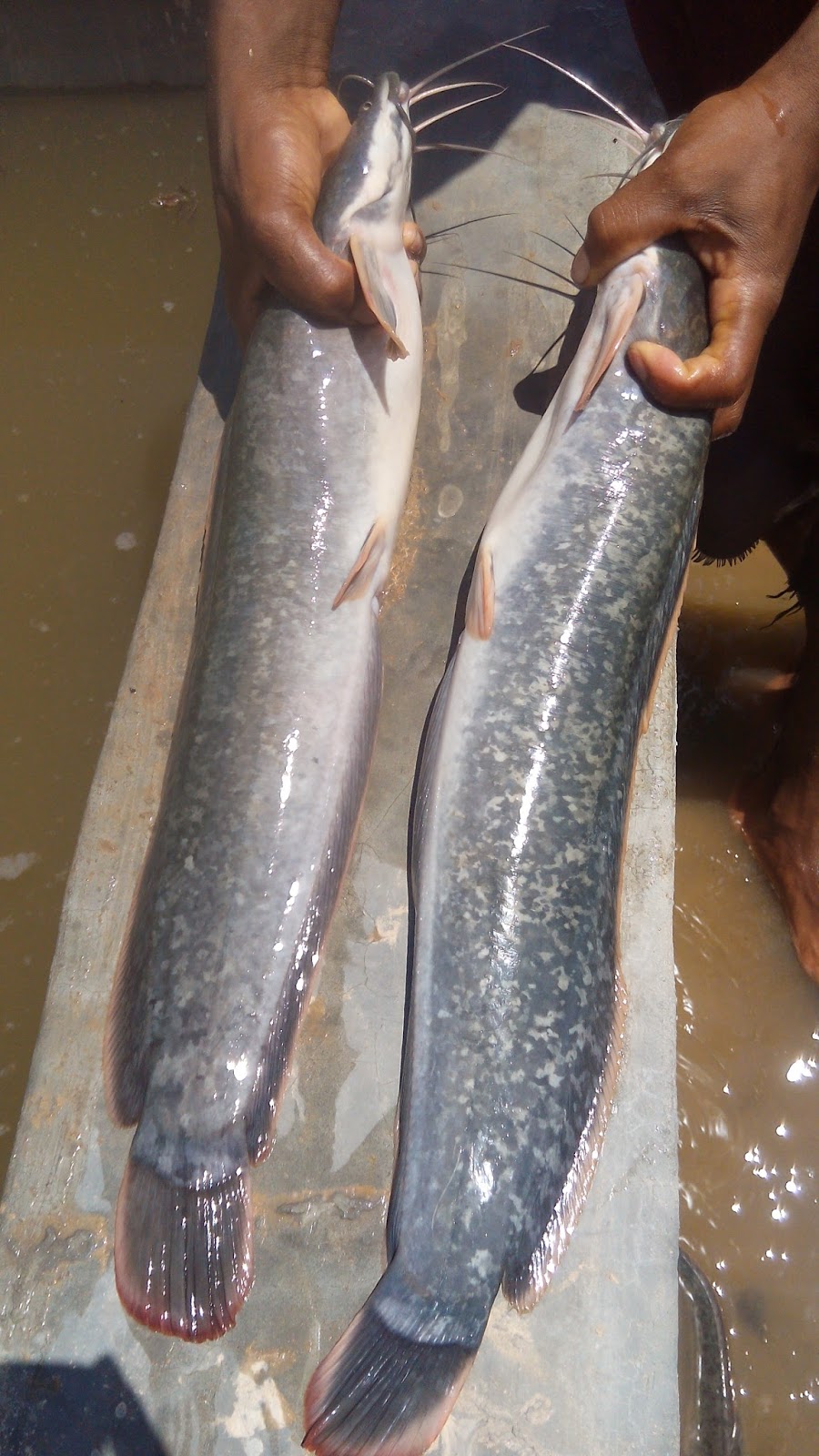 JIFUNZE KILIMO NA UFUGAJI: UFUGAJI WA SAMAKI AINA YA KAMBARE KWA FAIDA