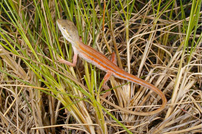 Sciency Thoughts: Three new species of Dragon Lizard from the western ...