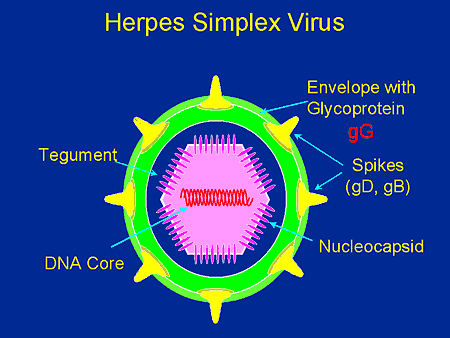 Herpes Simplex Virus