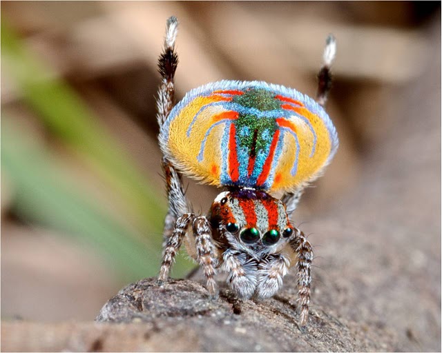 Order of ATWA: Peacock Spider