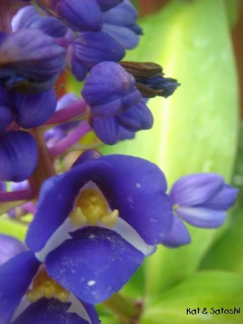 Our Adventures in Japan: blue ginger