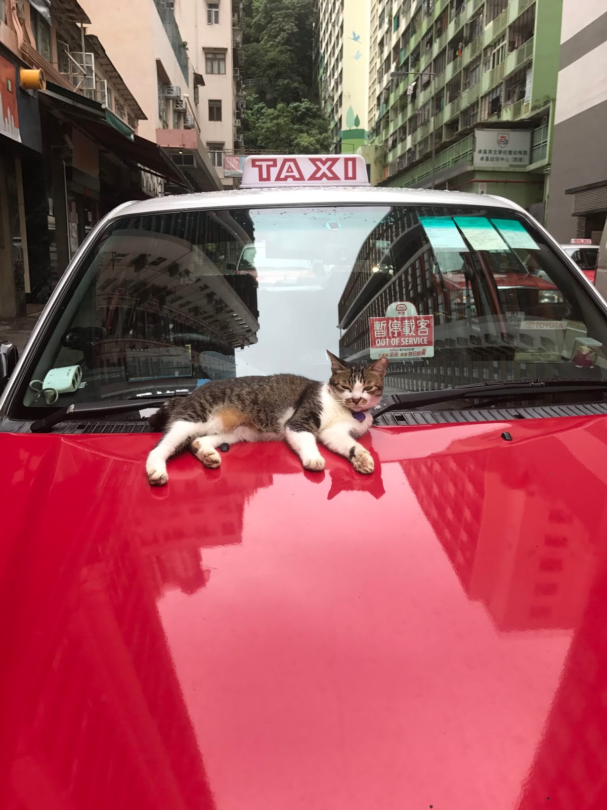 NOTABLE NAMES (Brilliant Funny Weird Monikers): Cats On Cars
