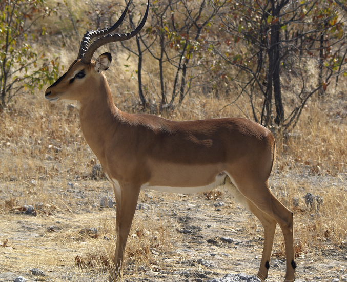 IMÁGENES Y FOTOS DE ANIMALES: Impala