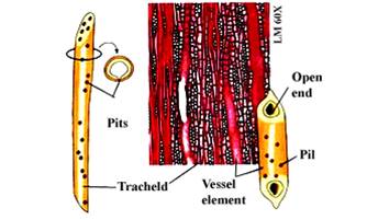 Sudah Ada Judul: Jaringan Pembuluh (Xilem Dan Floem)