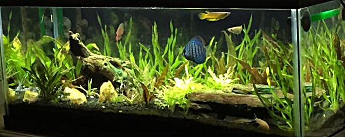 Golden Wonder Killifish - Akuarium Ikan Hias