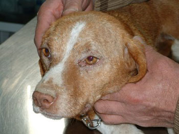 Va de perros - Adiescan -: Enfermedades caninas I