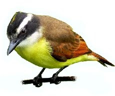 Bem-Te-Vi, Espécies de Bem-Te-Vis do Brasil