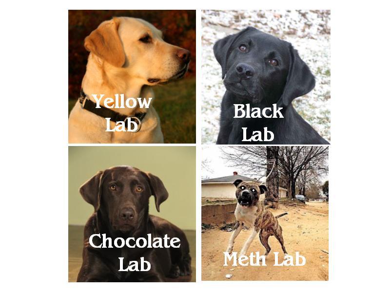 Yellow Lab Puppy Memes