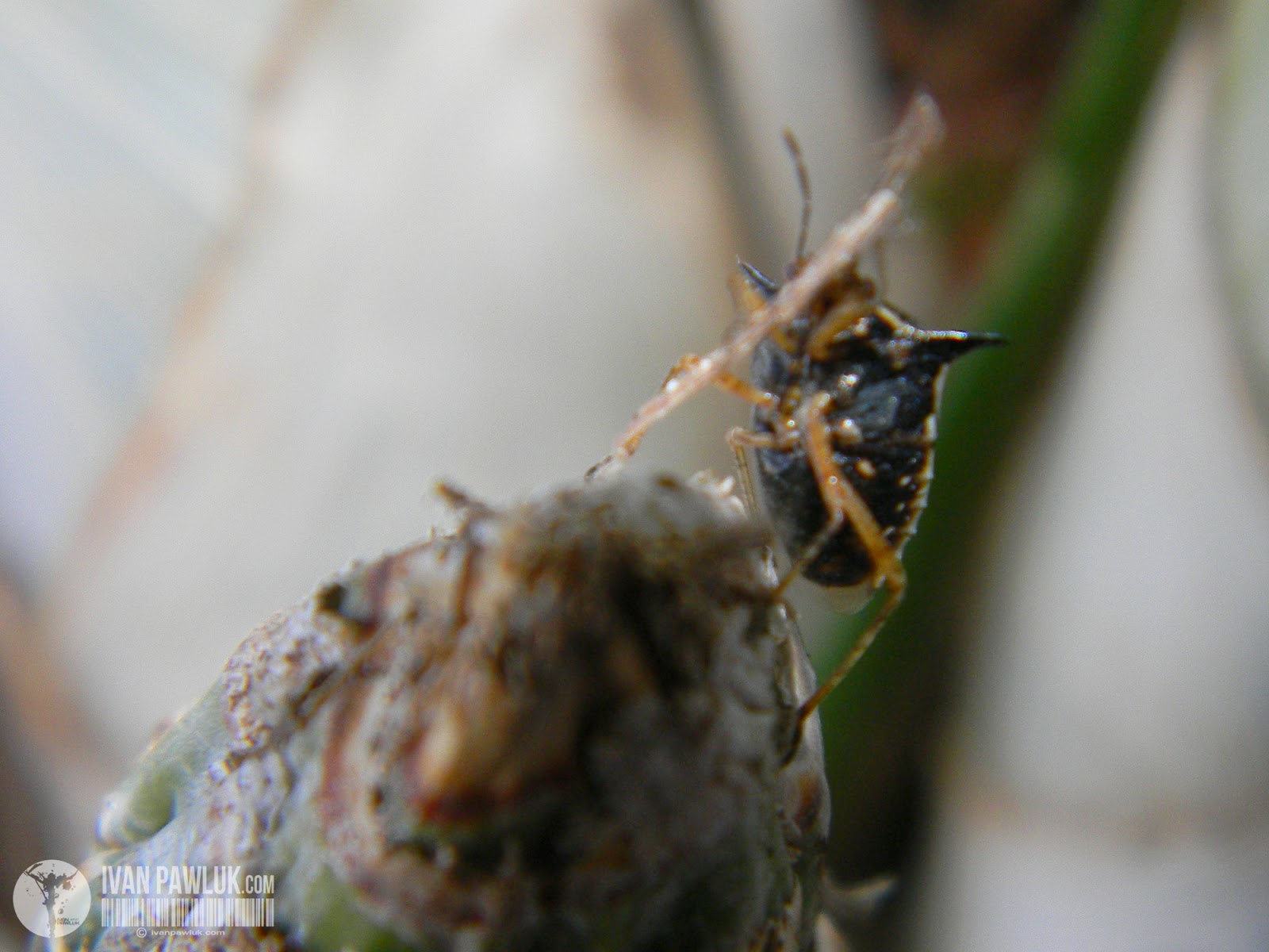 BioPhotos Ivan Pawluk - Biodiversidad