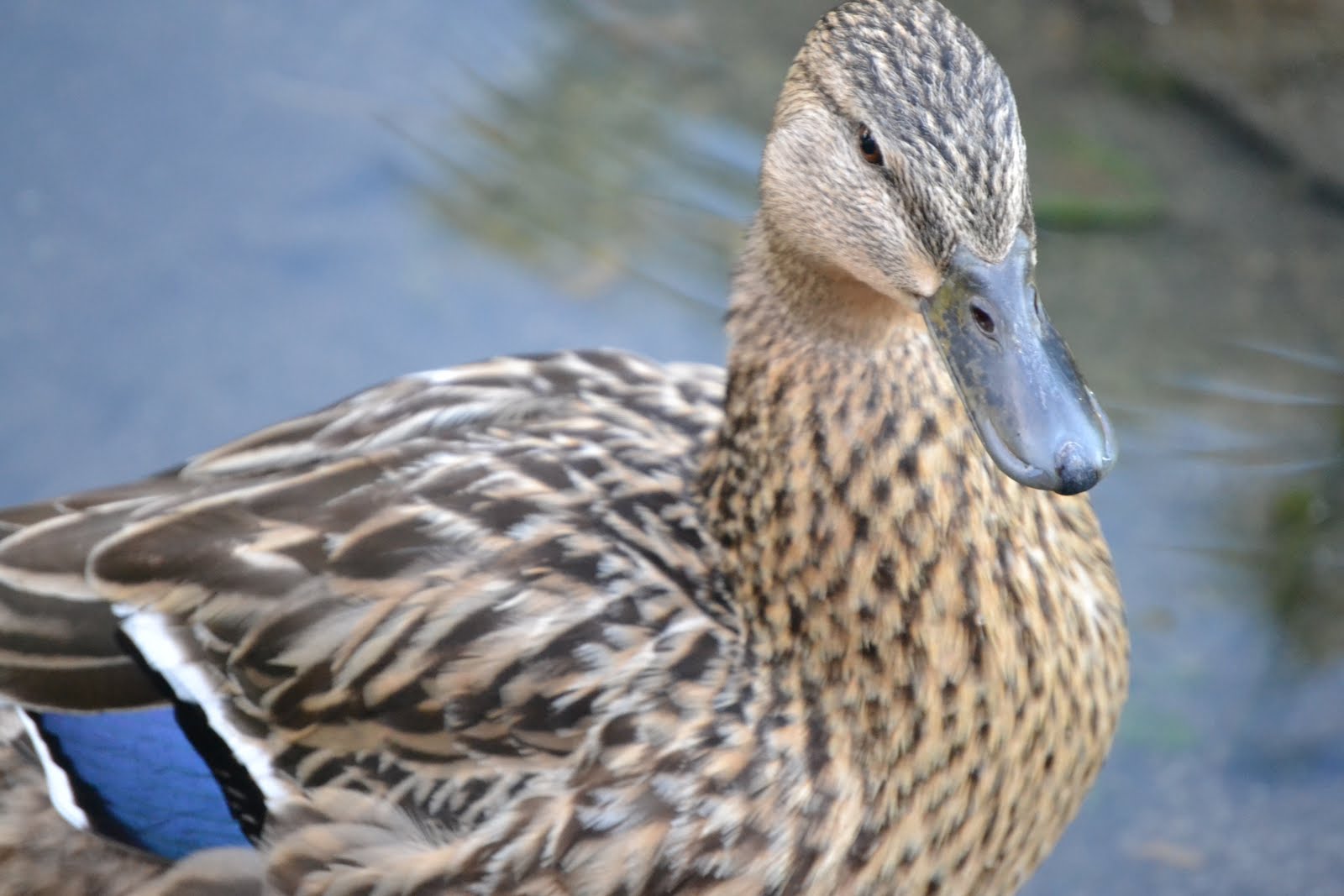 It's All About Purple: Mystic Ducks!!!!