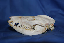 The Animal Bone Yard : groundhog skull