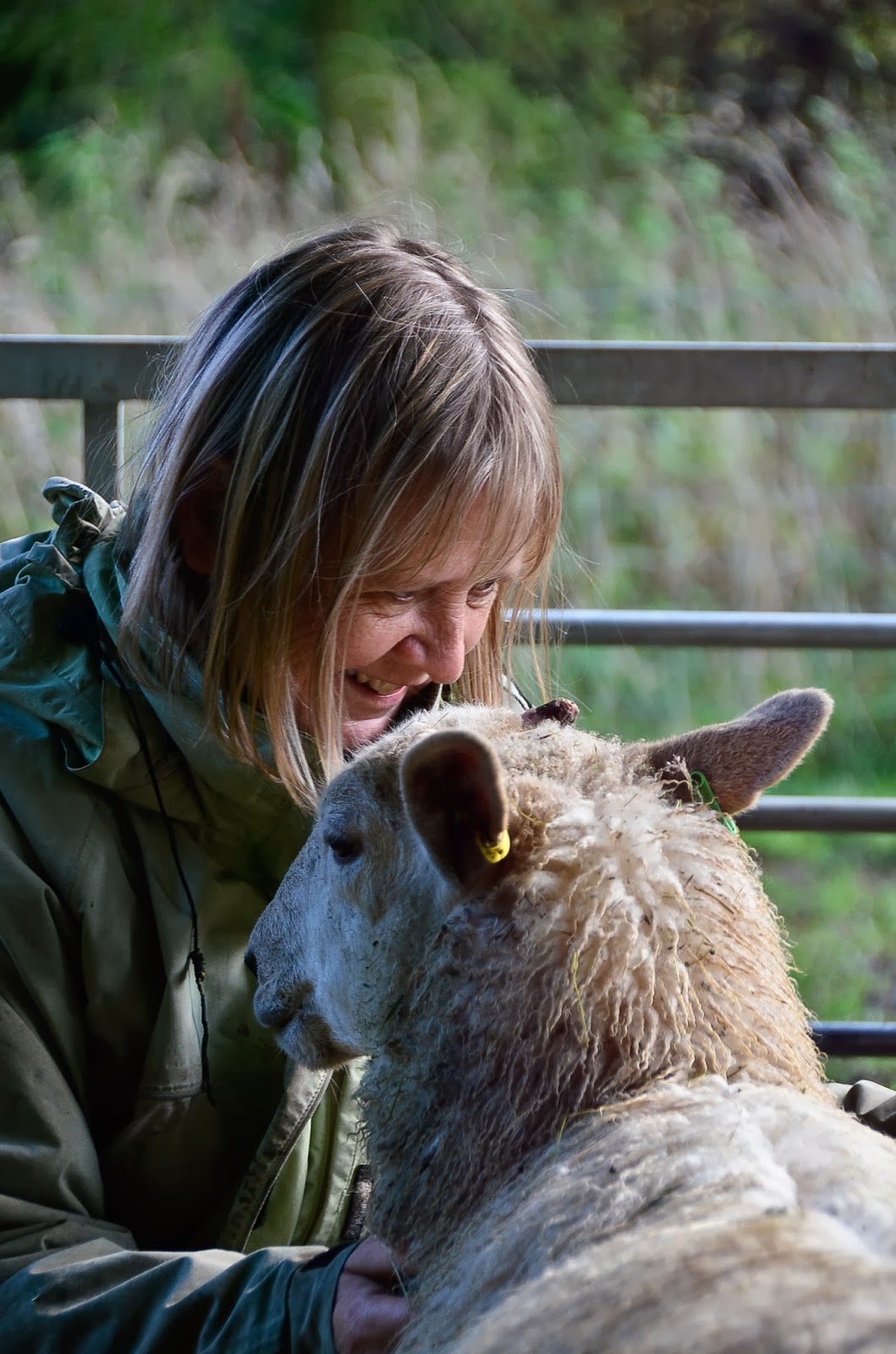 (Inter) National Hug A Sheep Day: 2013