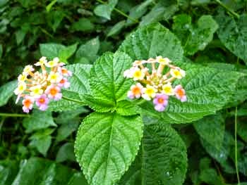 Wild Lantana-Verbenas-Baloliya | SL Flora