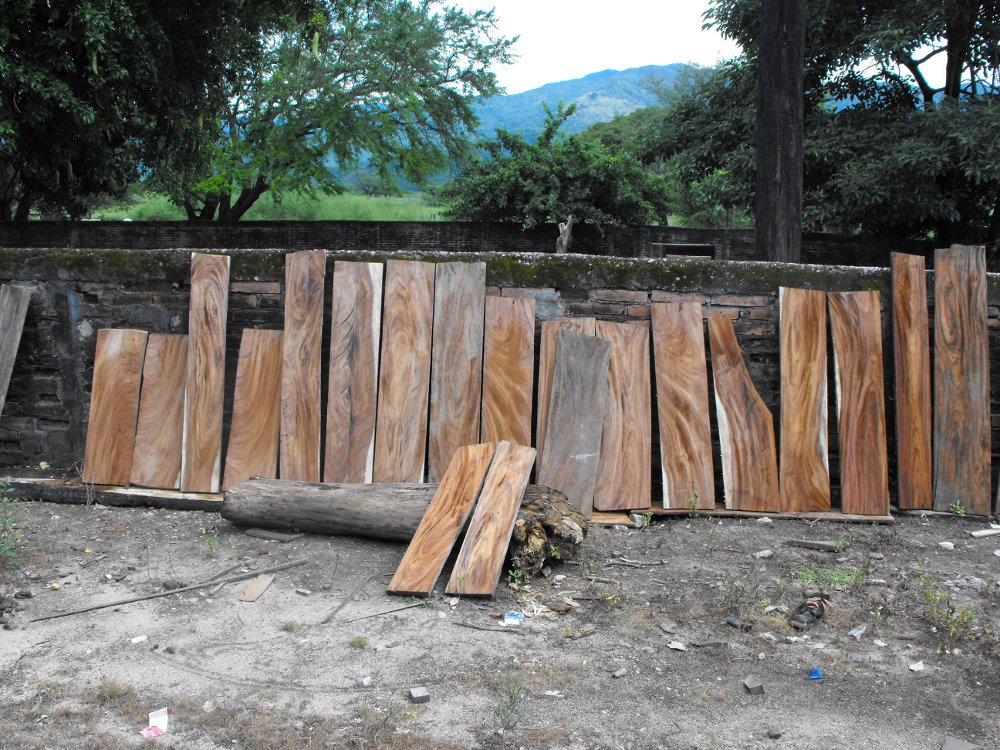 dielemanabroad: Guanacaste Tree
