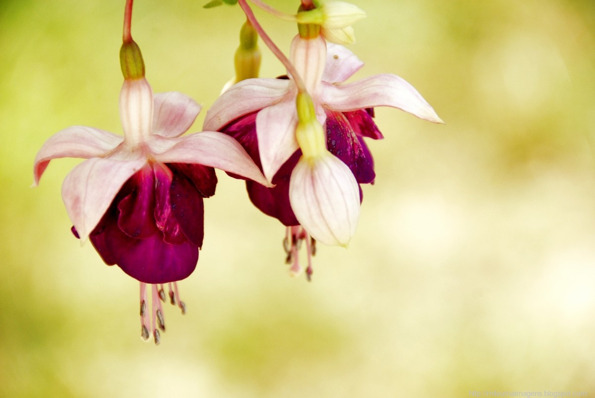 ♥ MIL E UMA IMAGENS♥ : Flores...flores...lindas flores.