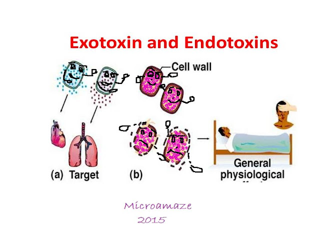the Life Scientist: Difference between Exotoxin and Endotoxin