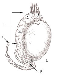 Une histoire de...testicule! (Parce qu'il faut en parler)