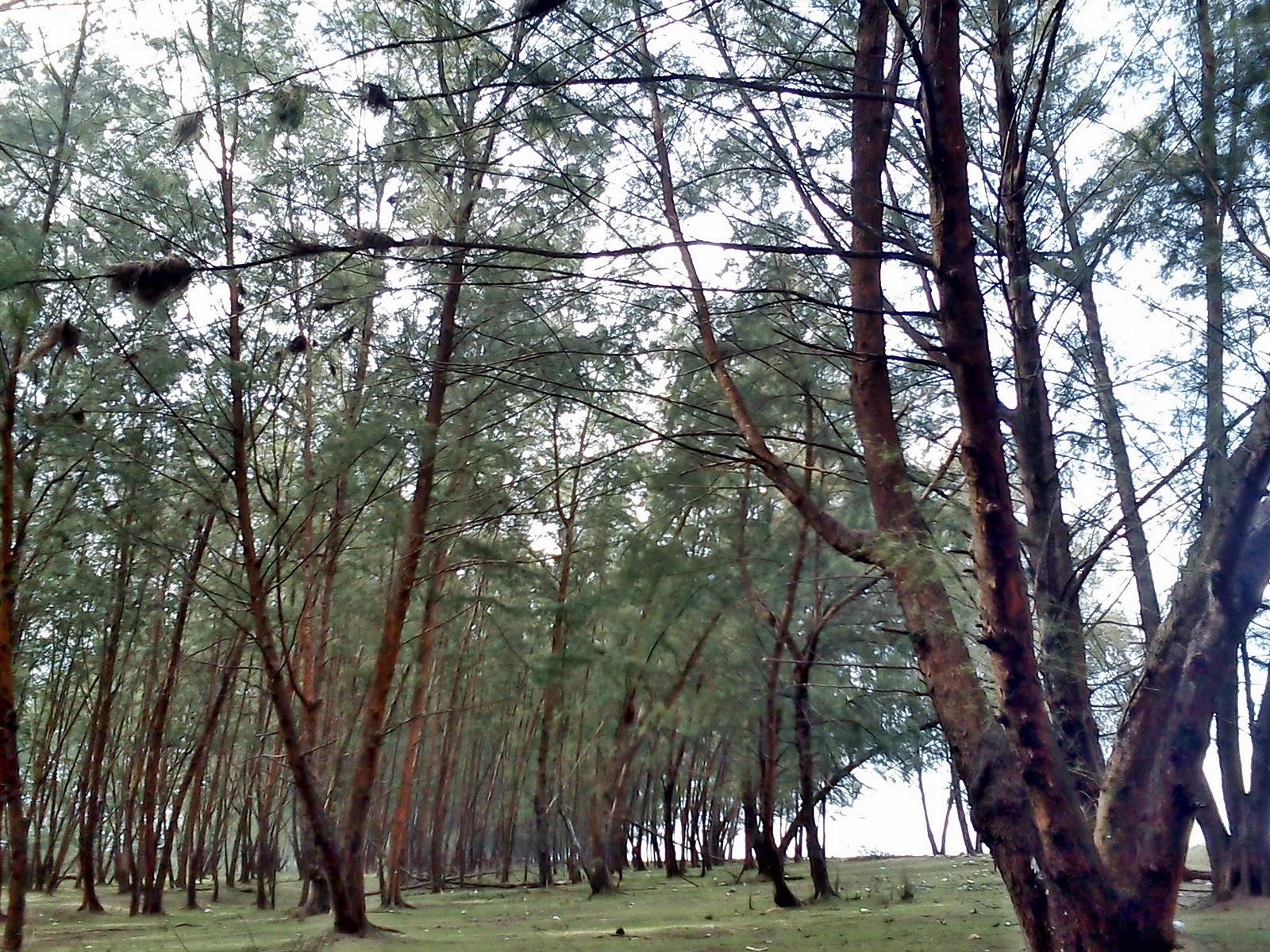 Ummu Ammar: Pantai Mangkuk