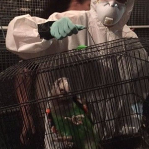 the Beloved Parrot: Yet Another Hoarding Crisis