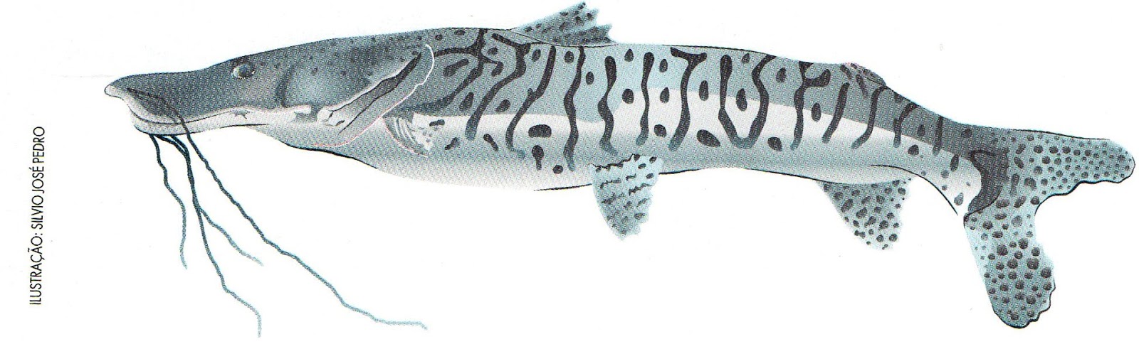 Revista Aruanã Lazer e Esporte no Meio Ambiente: DICIONÁRIO ARUANÃ ...