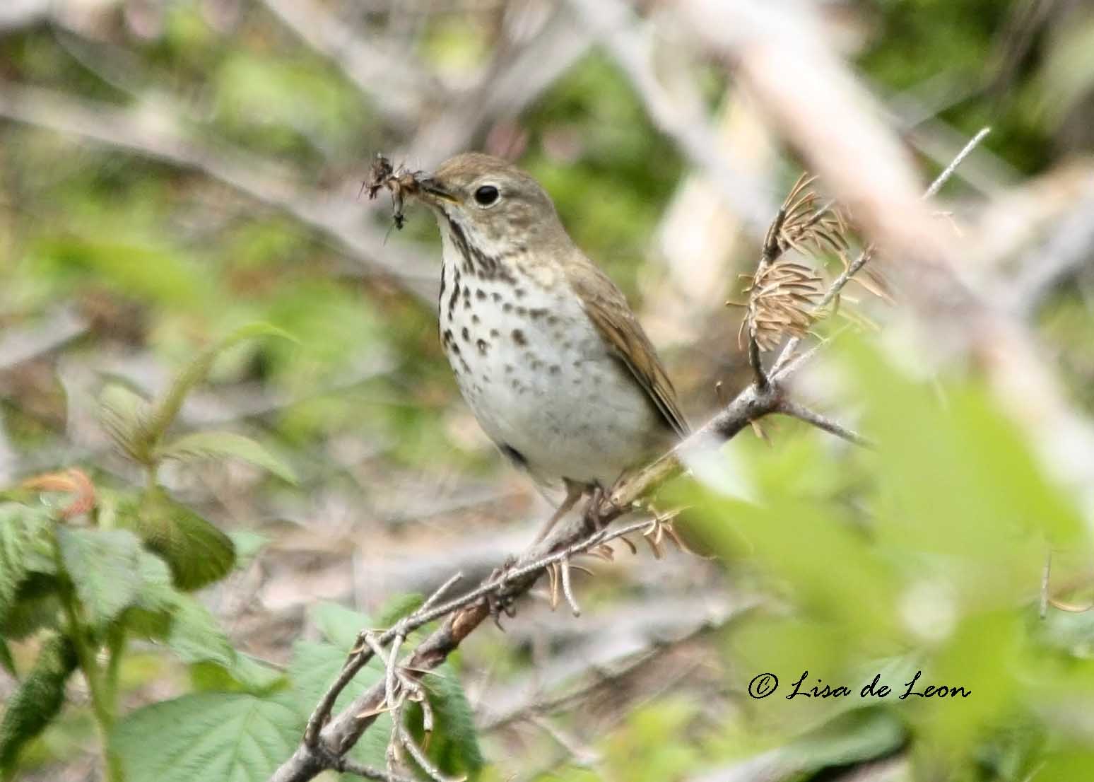 Birding with Lisa de Leon: Hermit Thrush
