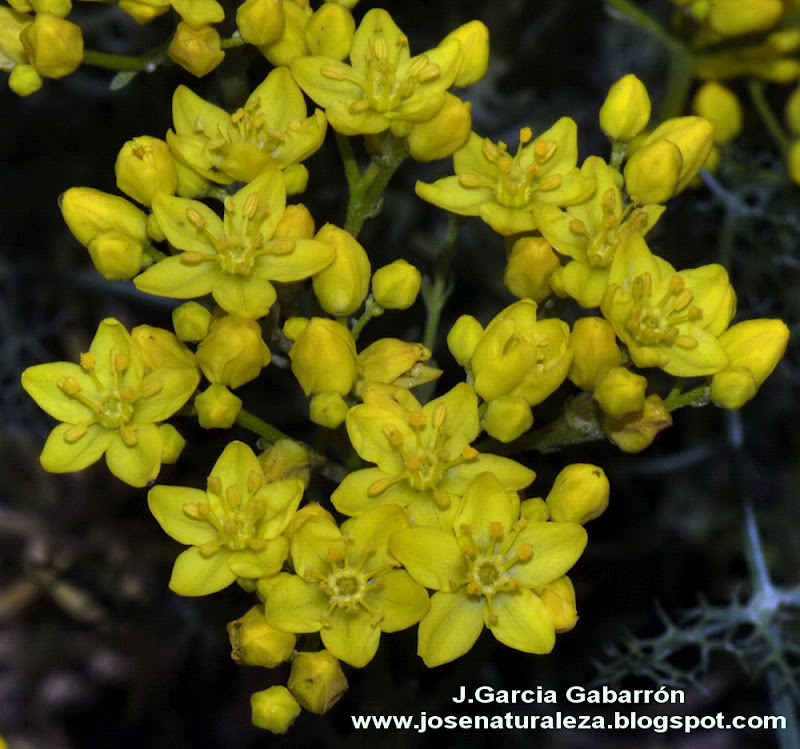 Naturaleza Viva: Haplophyllum rosmarinifolium (Pers.) G. Don Fam: Rutaceae
