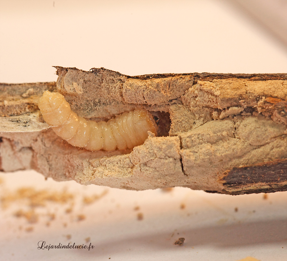 Chlorophorus glabromaculatus, larves et adultes.