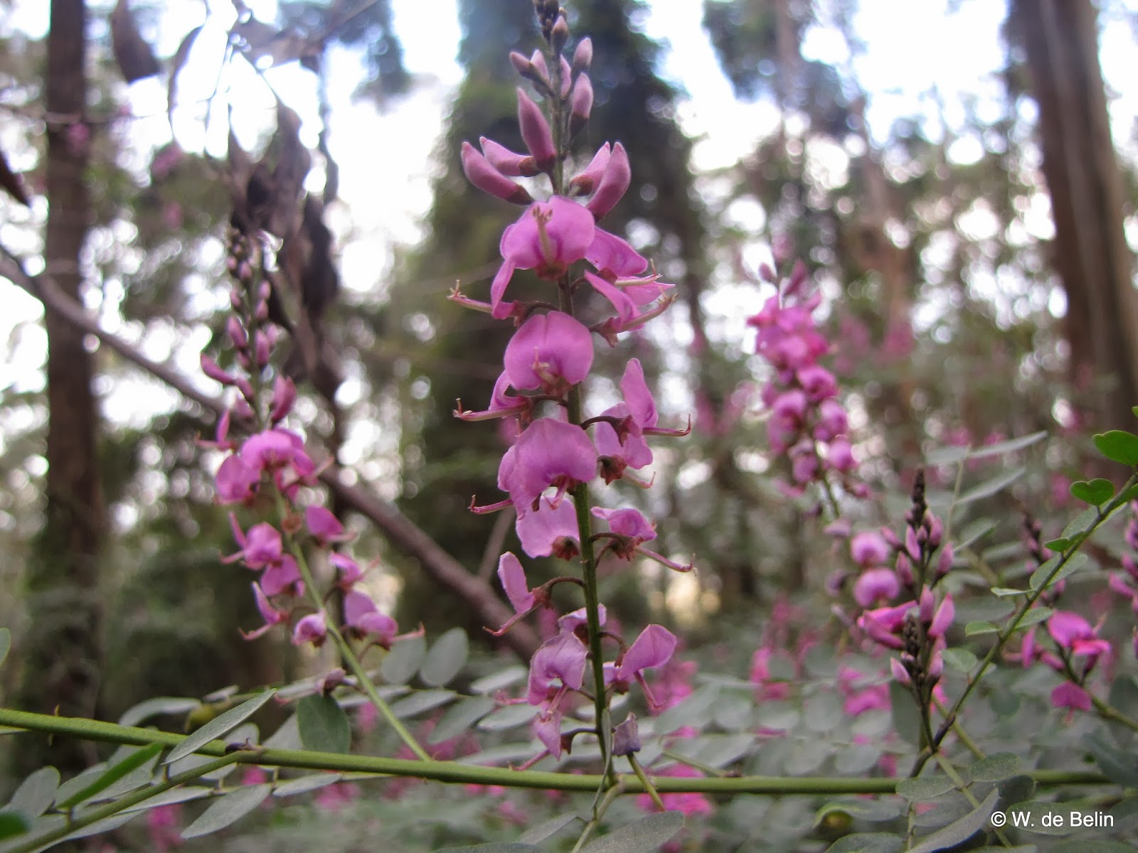 Sydney's Wildflowers and Native Plants: Inigofera ausralis - Native Indego.