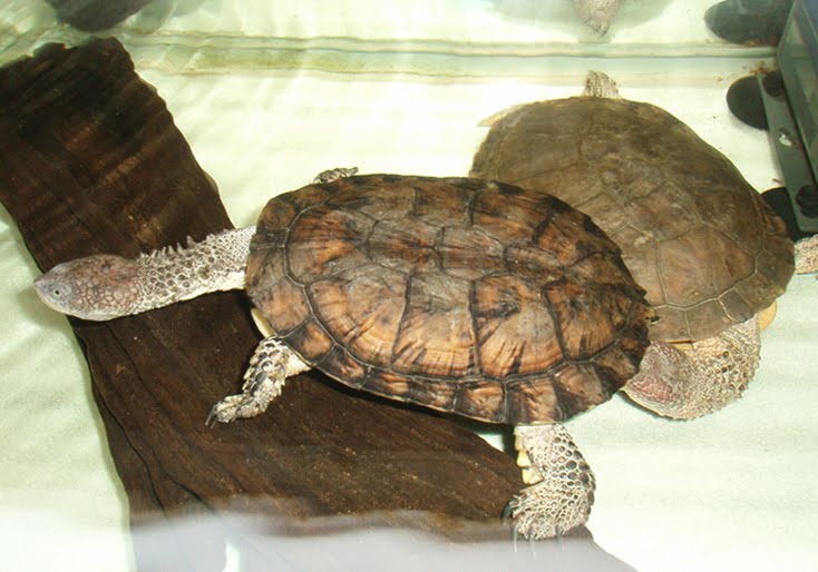 Acuarios Spetyone: Acanthochelys pallidipectoris