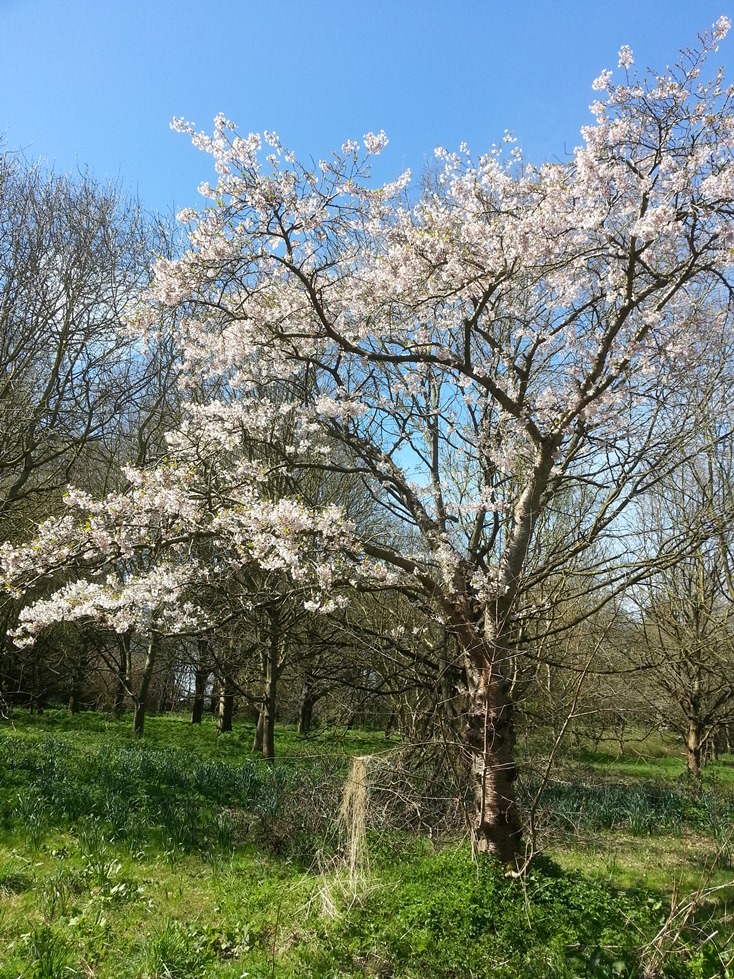 Michael Peverett: Prunus x yedoensis (Yoshino Cherry)