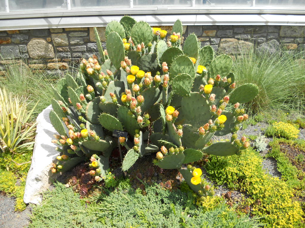 An RVers Road Trip Without the RV: The North Carolina Arboretum