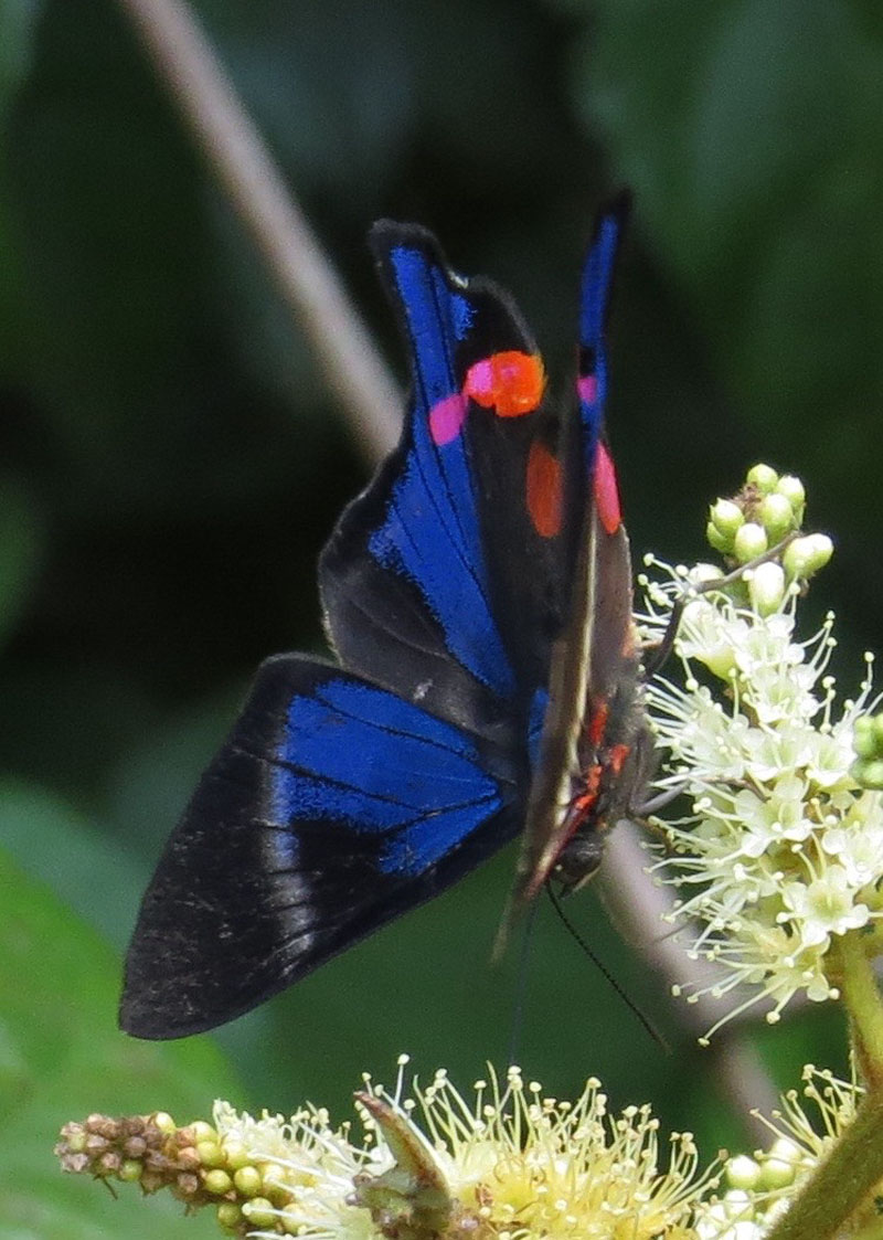 Birdernaturalist: Marvelous Mato Grosso WINGS Tour: Day 3 at Cristalino ...