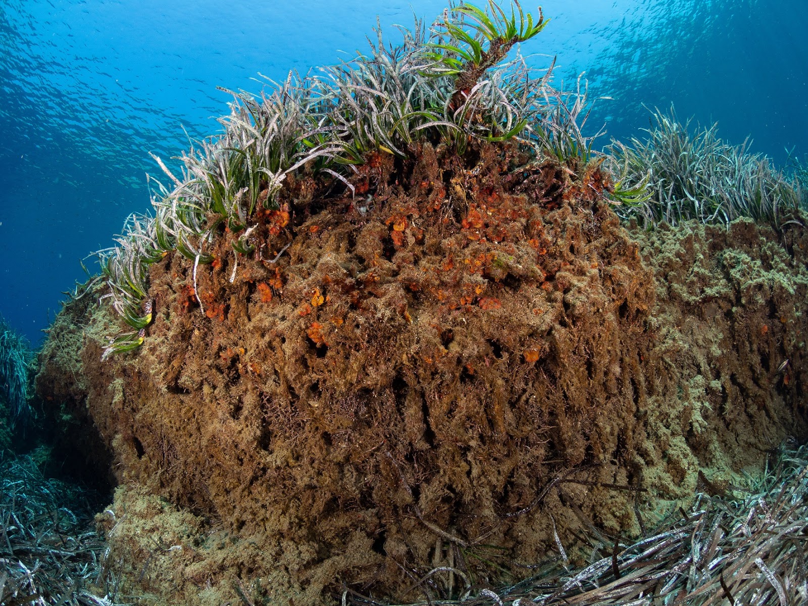 XTerraSpace: Seagrass meadows: an underwater time capsule for archaeology