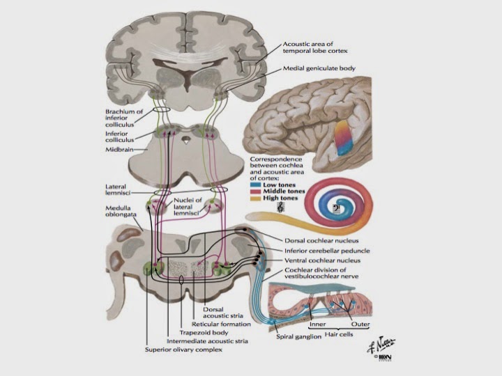 Vía Auditiva - Neuroanatomía: Esquema de la Audición