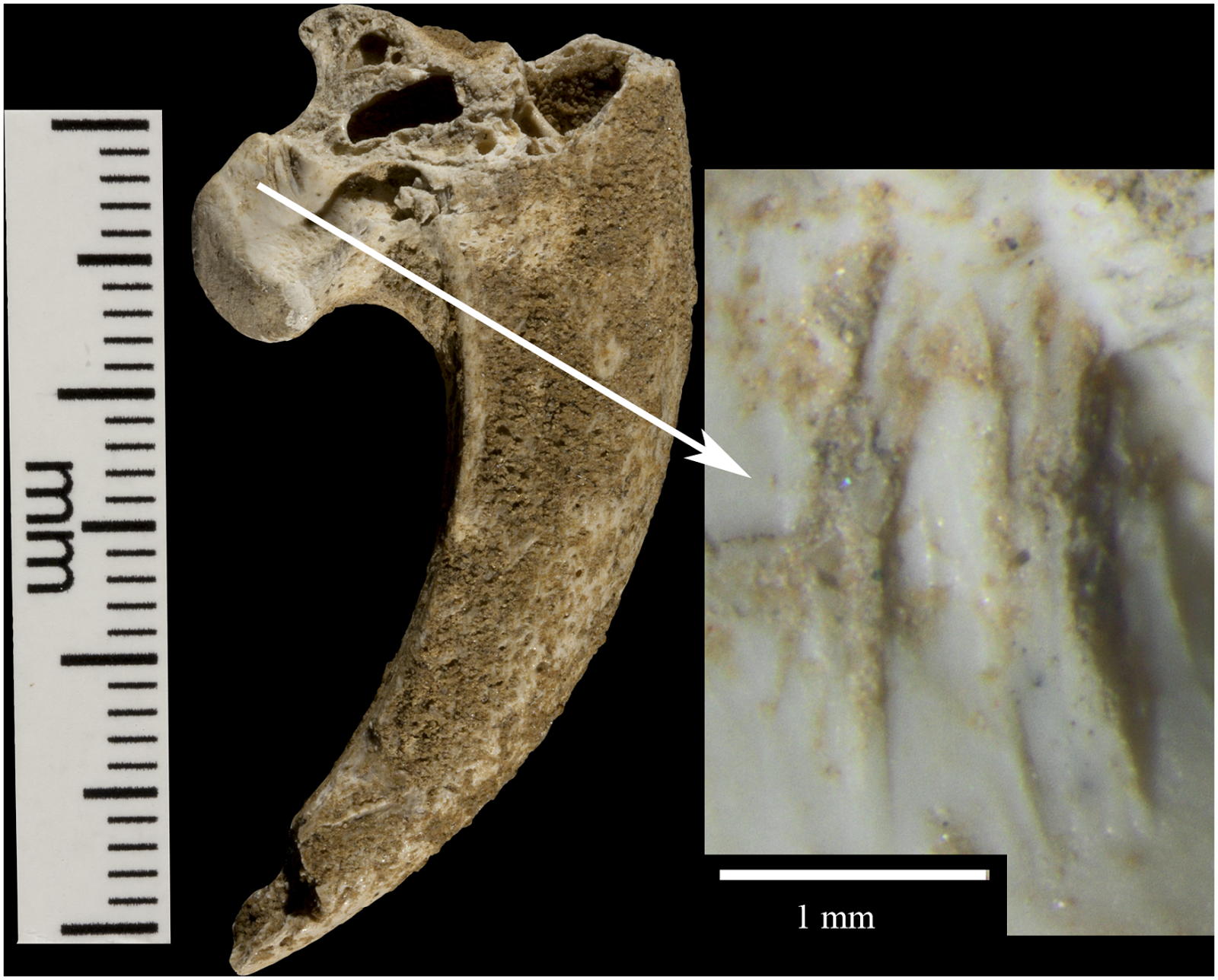 Trailing Normal: Neanderthal