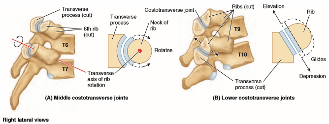 Torasik Apertürler (İnlet/Outlet) ve Toraks Duvarı Eklemleri