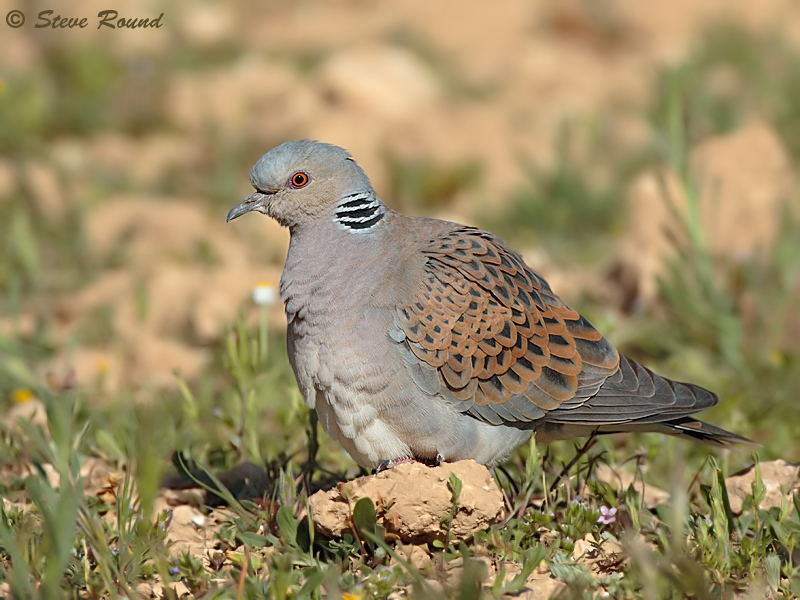 Steve Round Wildlife Photography: Turtle Dove