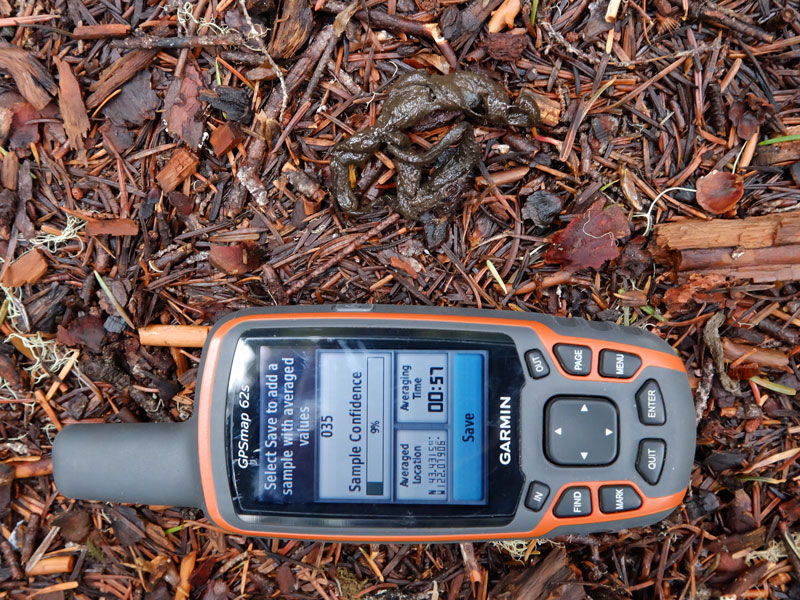 Cascades Carnivore Project: What does marten scat look like?