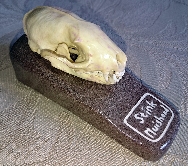 Remote Camera Trap - South Africa: The Missing Mustelidae